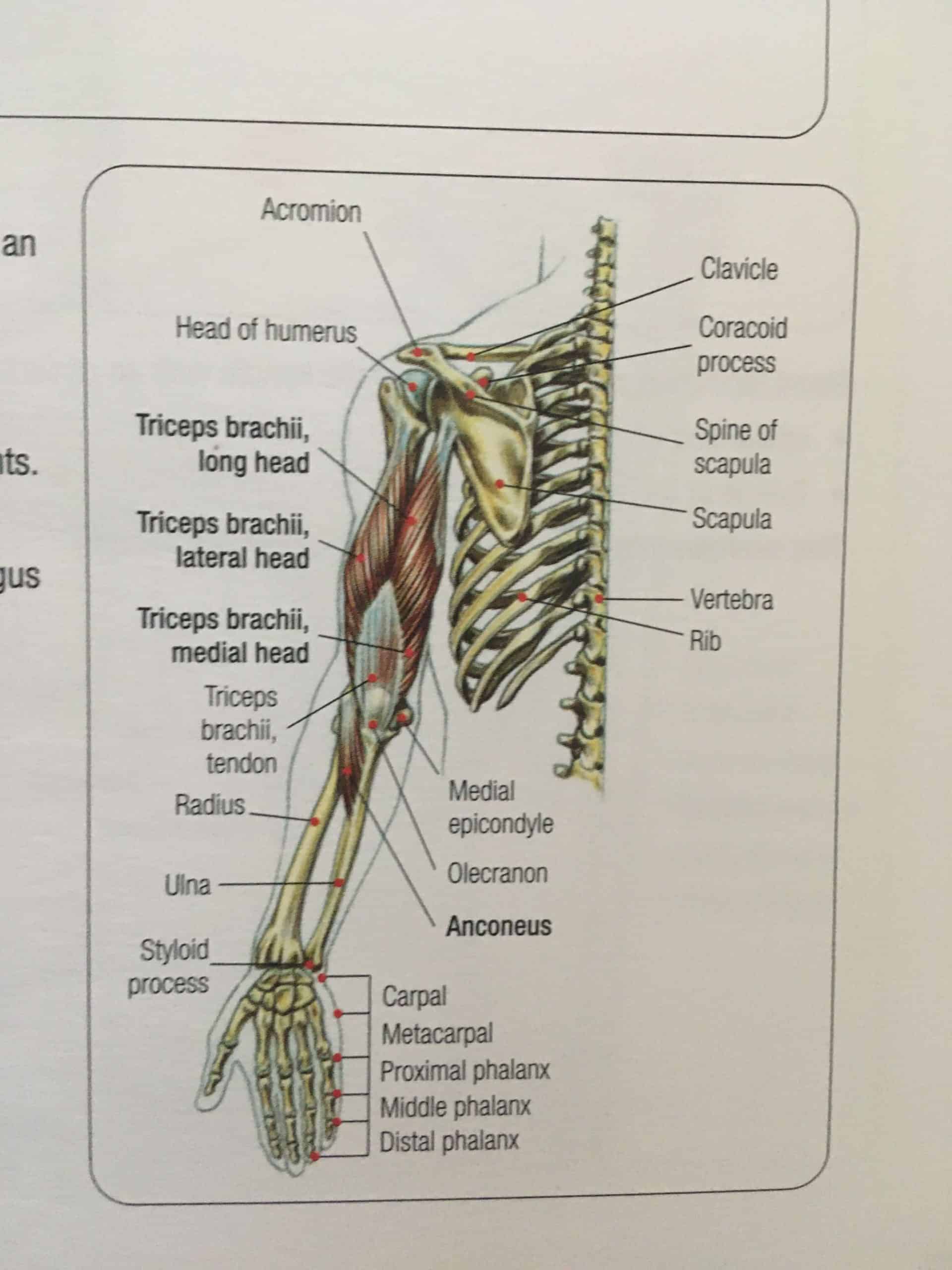 How Long Does It Take to Get Bigger Triceps (Grow Them Faster) - Bodies ...