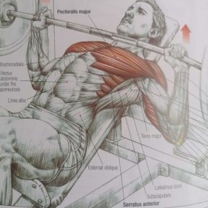 Why You Have Sore Lats After Push-Ups - Bodies By Byrne